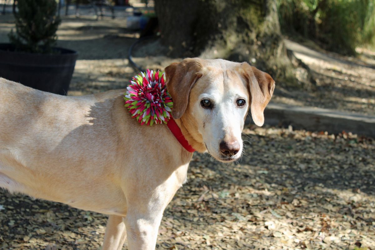 Home - Labrador Retriever Rescue of Fresno