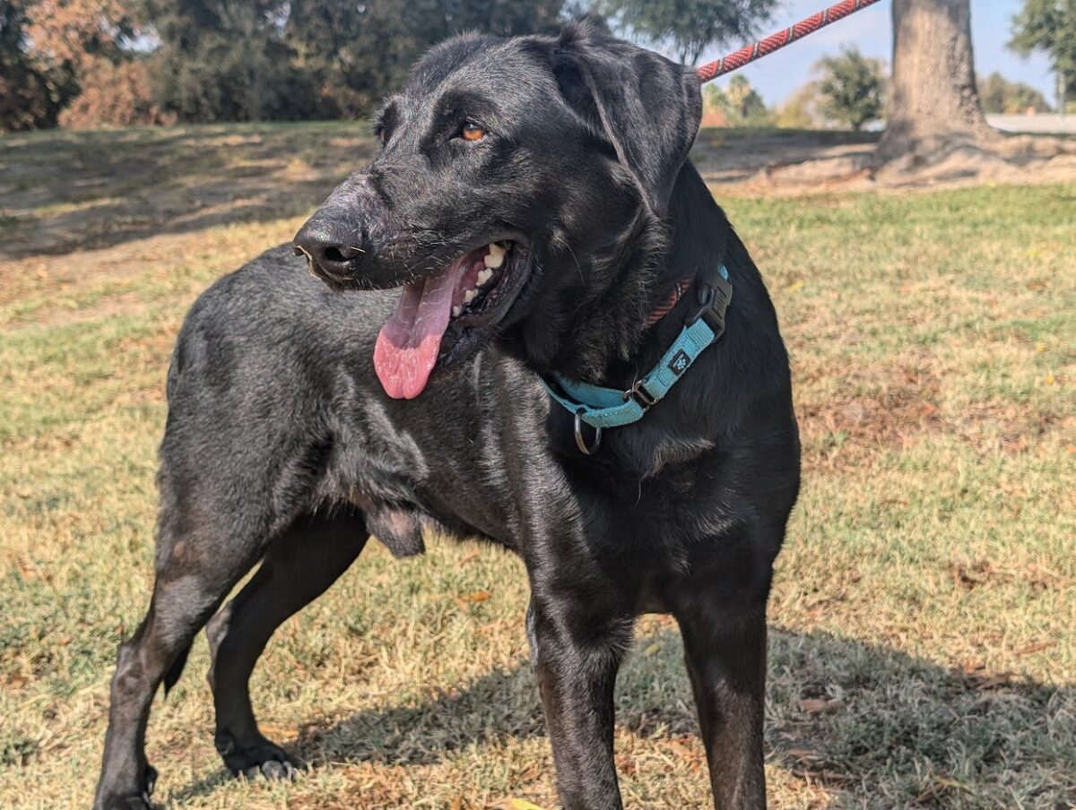 Home - Labrador Retriever Rescue of Fresno