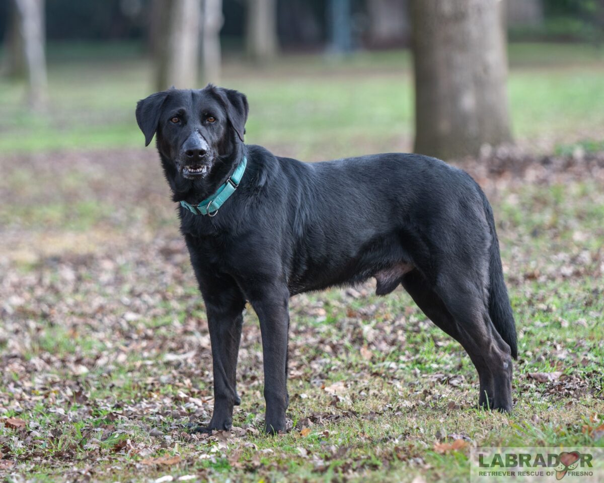 Dash - Labrador Retriever Rescue of Fresno
