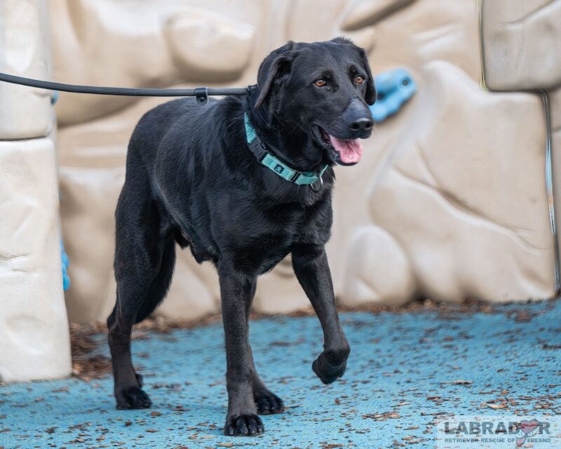 Dash - Labrador Retriever Rescue of Fresno