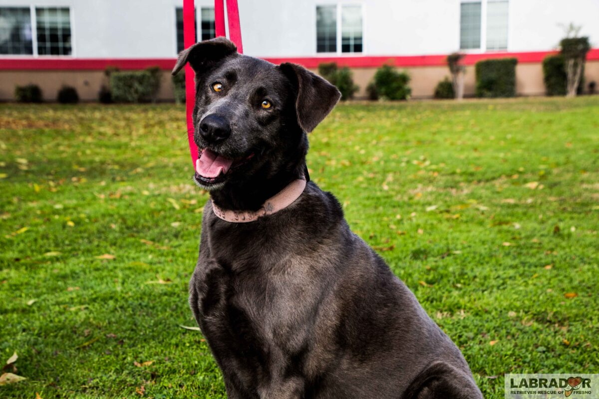Home - Labrador Retriever Rescue of Fresno