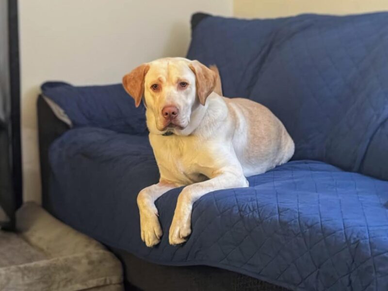 Available for Adoption - Labrador Retriever Rescue of Fresno