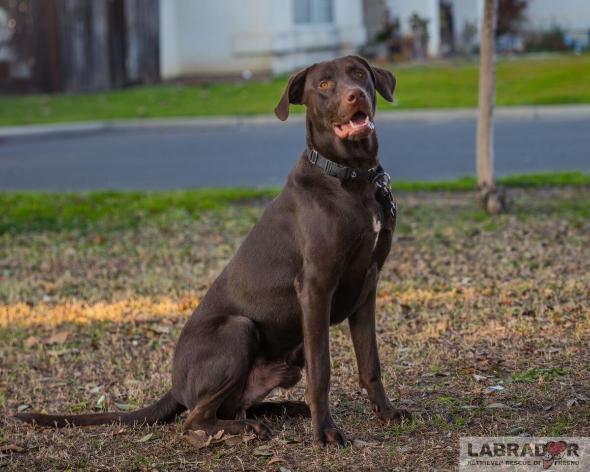 Available for Adoption - Labrador Retriever Rescue of Fresno