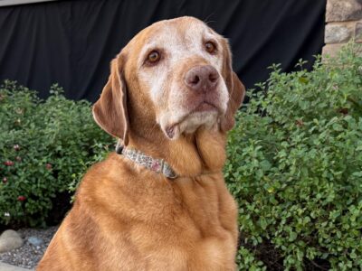 Home - Labrador Retriever Rescue of Fresno