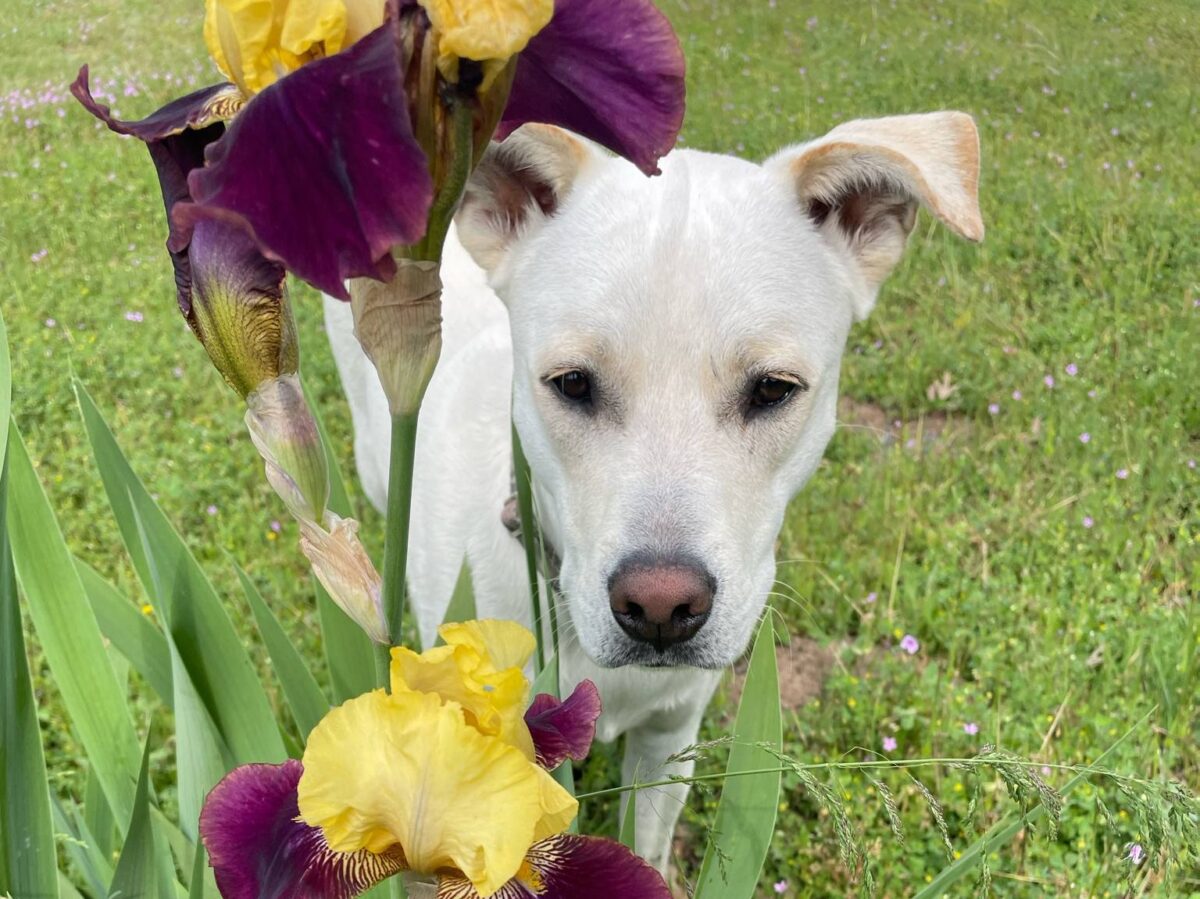 Available for Adoption - Labrador Retriever Rescue of Fresno