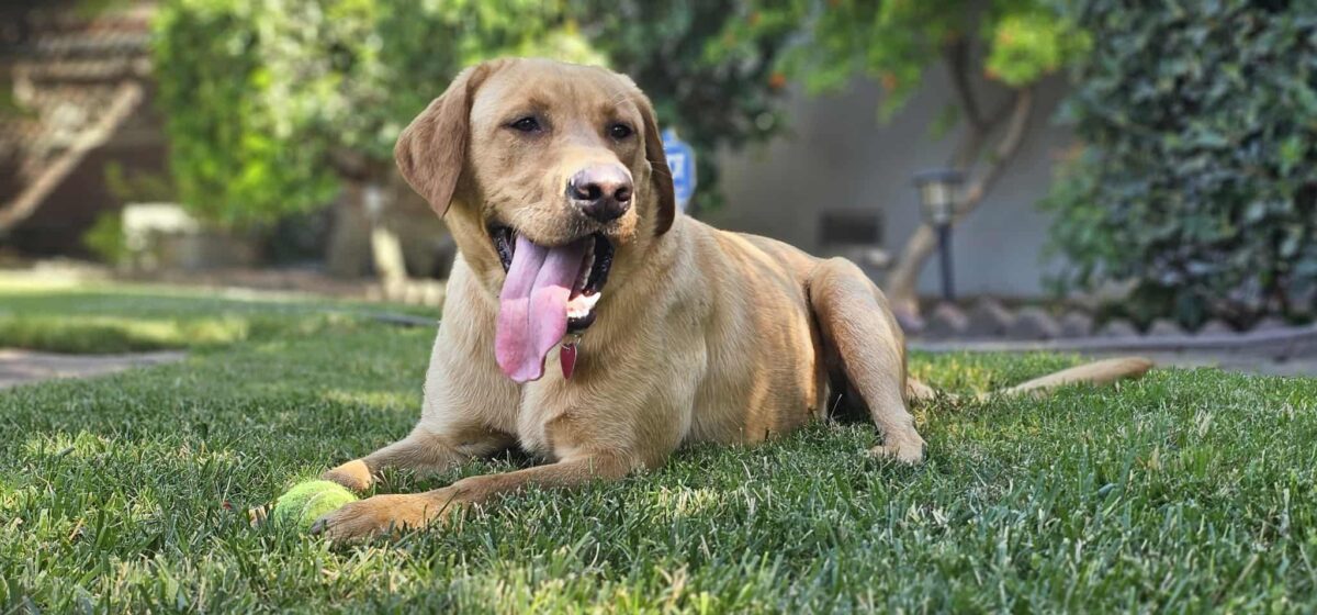 Home - Labrador Retriever Rescue of Fresno