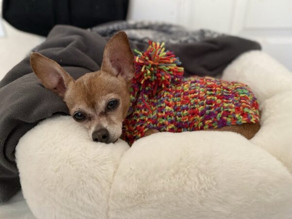 Available for Adoption - Labrador Retriever Rescue of Fresno