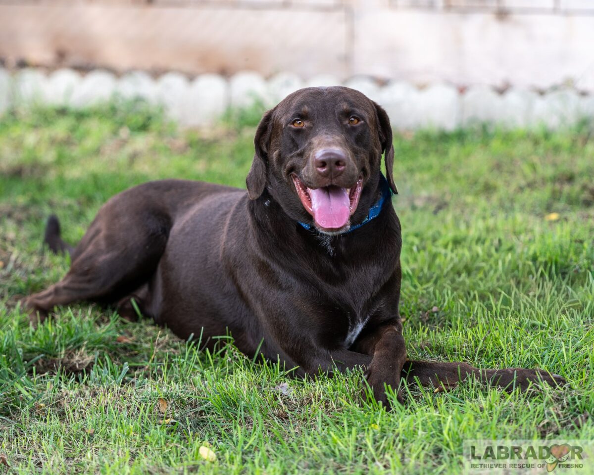 Home - Labrador Retriever Rescue of Fresno