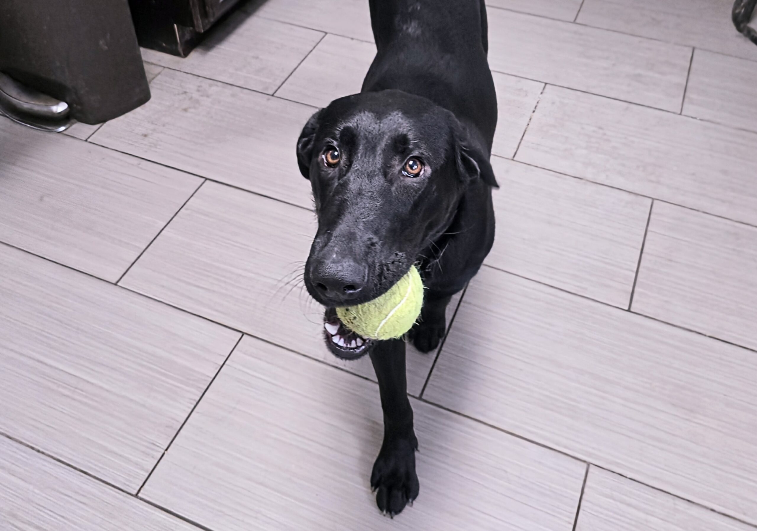 Sarah - Labrador Retriever Rescue of Fresno