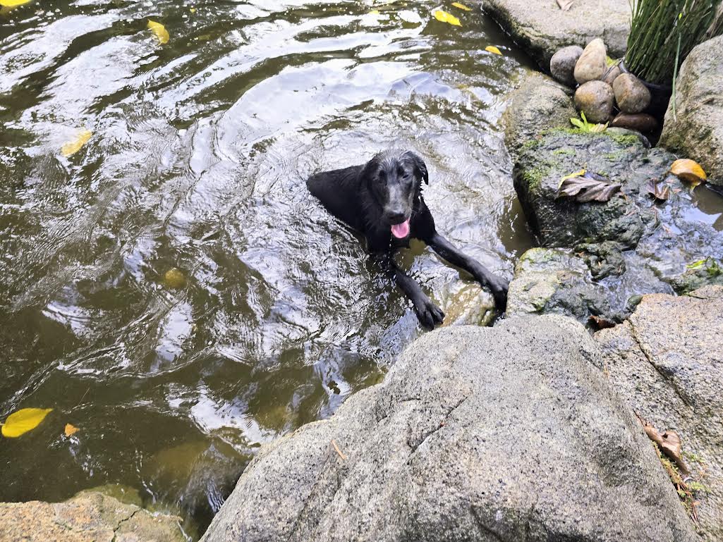 Sarah - Labrador Retriever Rescue of Fresno