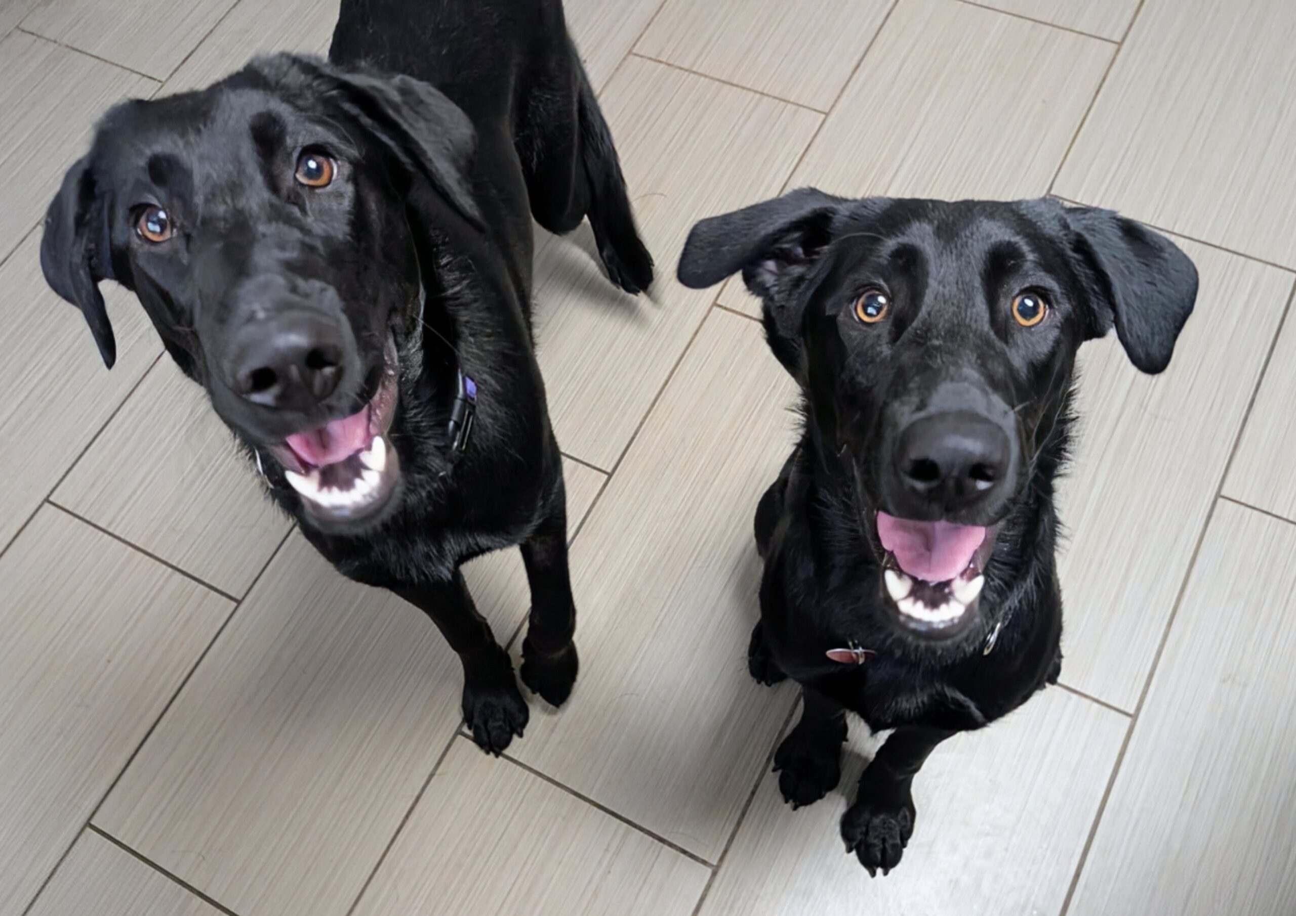 Sarah - Labrador Retriever Rescue of Fresno